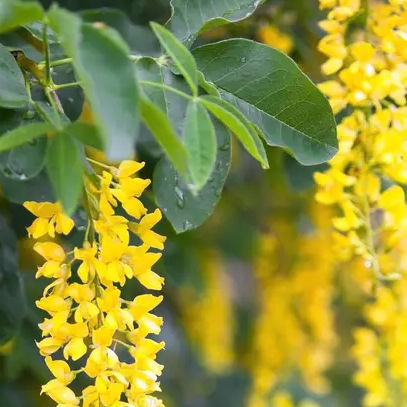 Laburnum (Seeds) - Natural living, food forest gardening in New Zealand ...