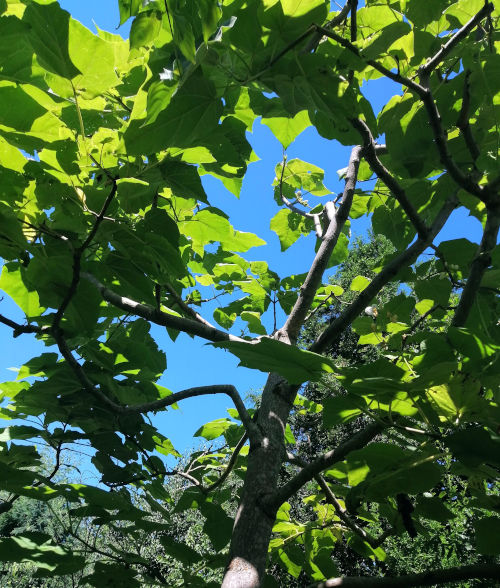 Empress tree (Plant) - Natural living, food forest gardening in New ...