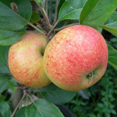 Apple - Irish Peach scion / bud wood (Scion wood) - Natural living ...