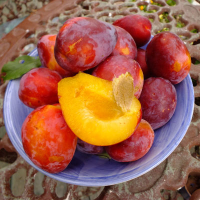 Luisa Plum (Plant) - Natural living, food forest gardening in New ...