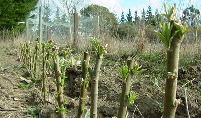 Poplar and willow poles (Article) - Natural living, food forest ...