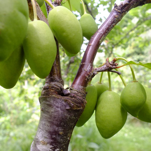 Buy scion wood for grafting and budding your own fruit trees | Scion ...